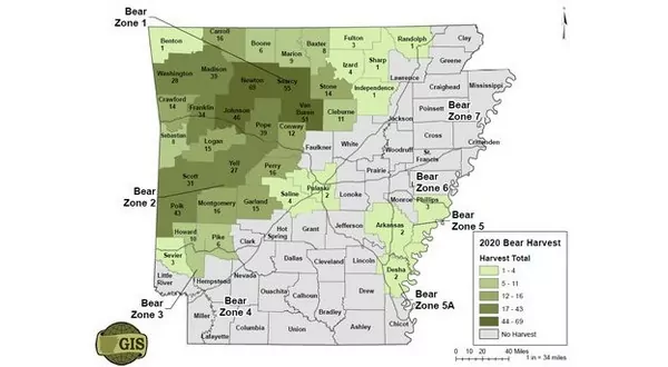 Arkansas hunters swat aside black bear record | The Dumas Clarion